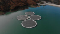 One of Taiwan's largest near-shore floating solar projects completes ...